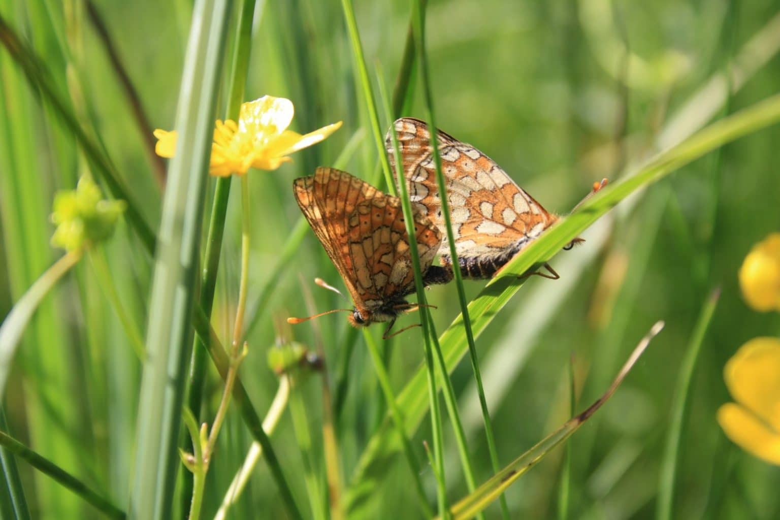 Suivi Temporel des Rhopalocères de France (STERF) – SEPANT