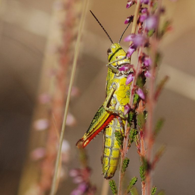 Inventaire permanent des ZNIEFF - SEPANT