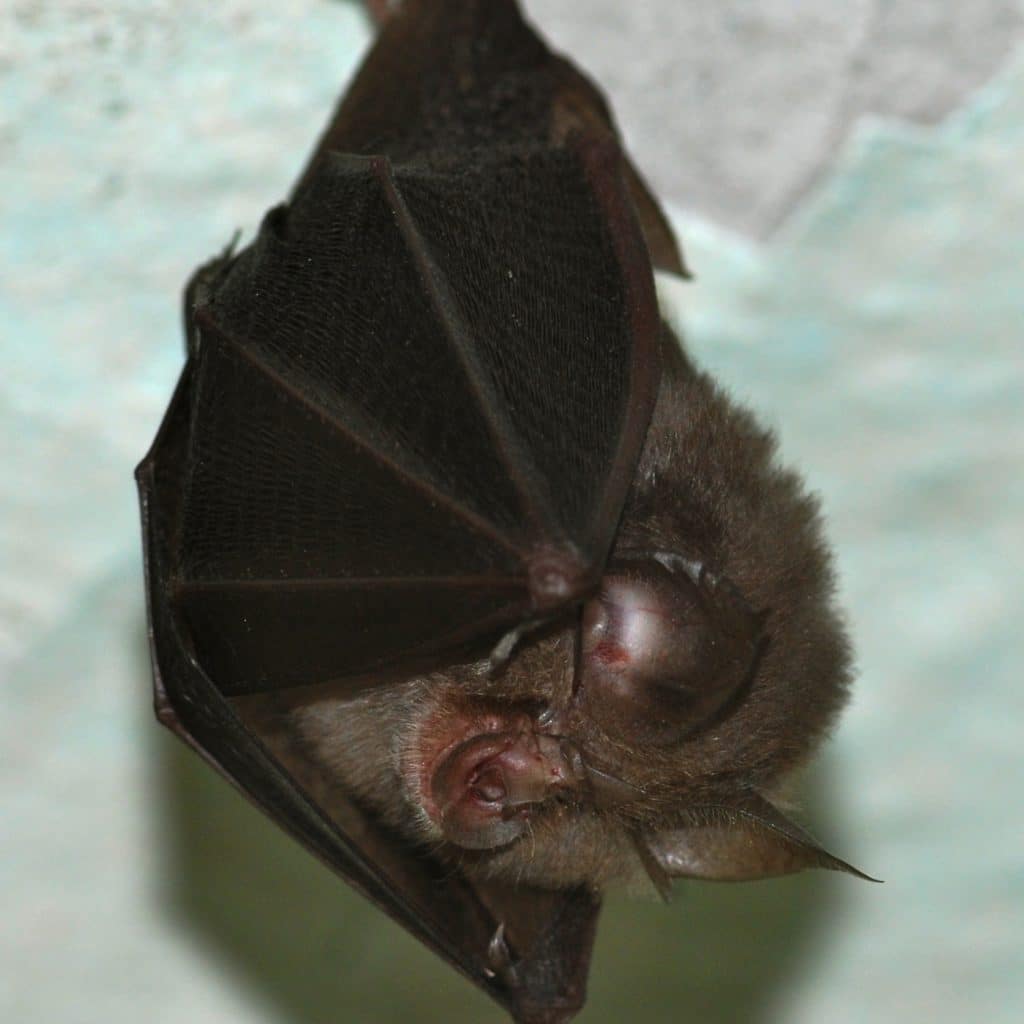 Inventaire permanent des ZNIEFF – SEPANT