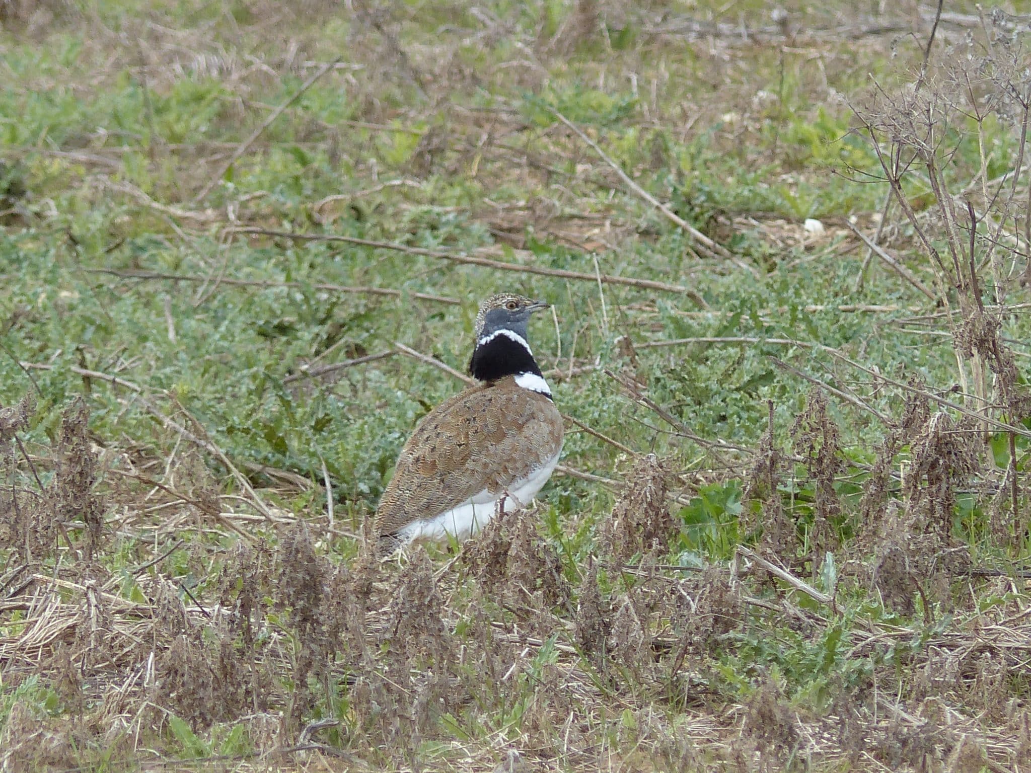 Préservation de l'Outarde canepetière (Tetrax tetrax) - SEPANT
